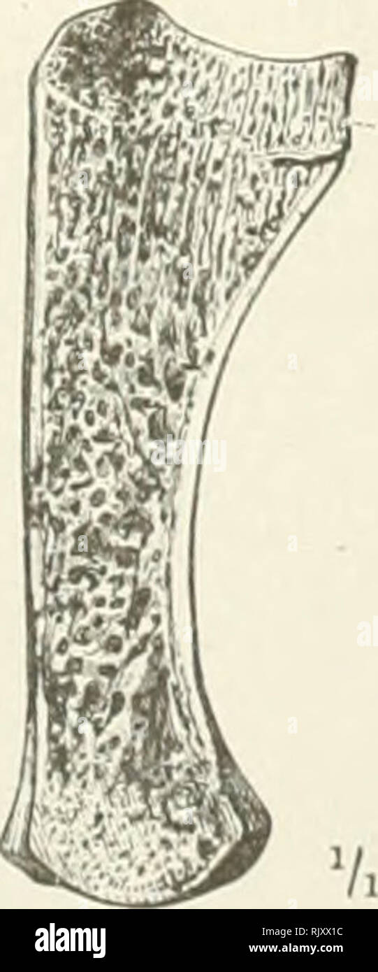 . An atlas of human anatomy for students and physicians. Anatomy ...