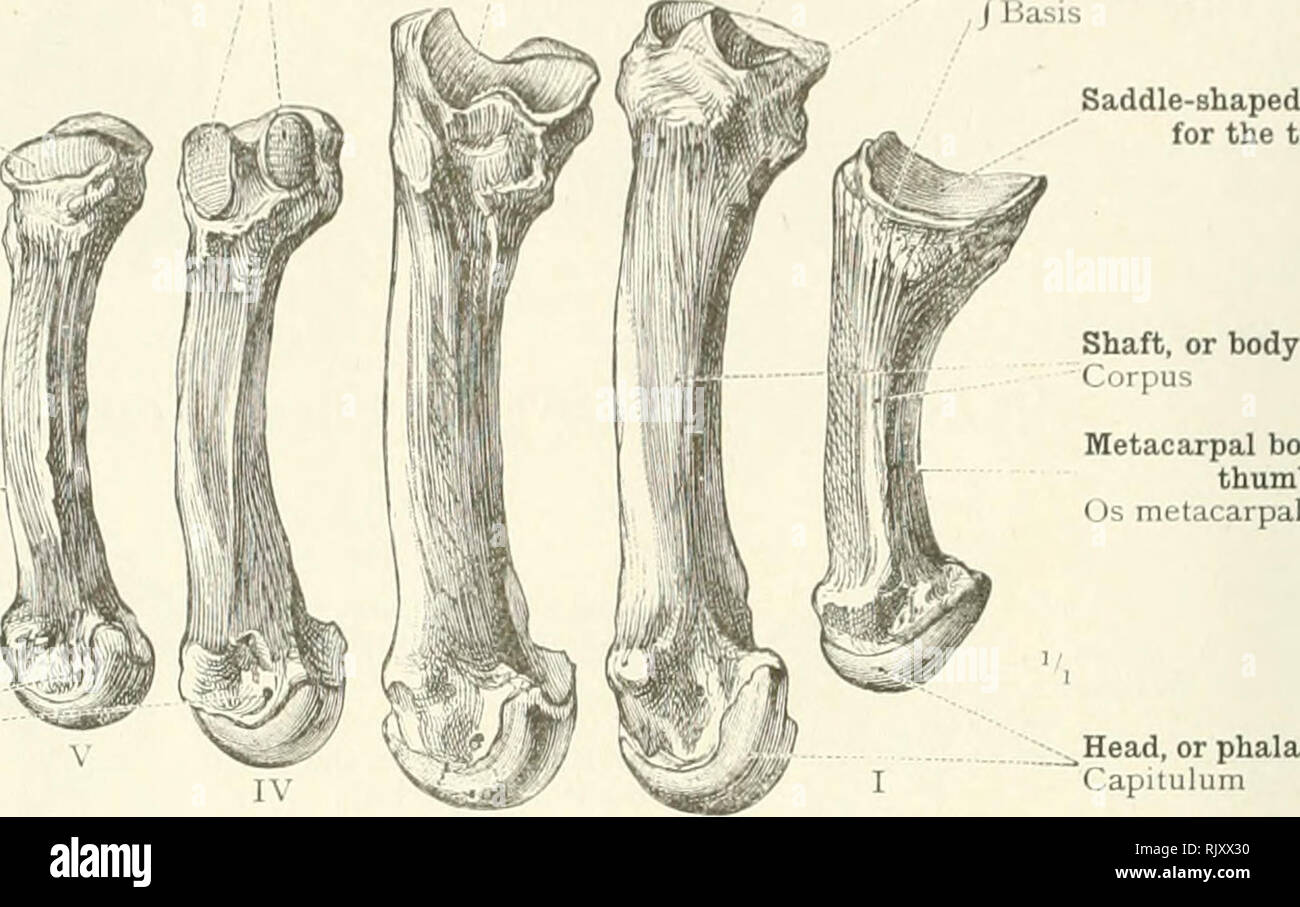 Metacarpal Head Anatomy