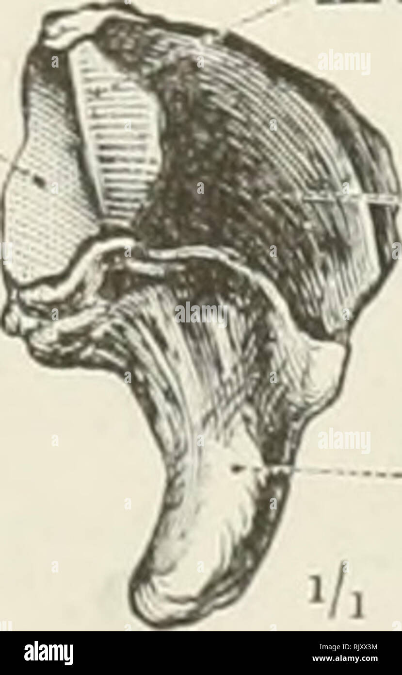 Inferior Articular Process High Resolution Stock Photography and Images ...