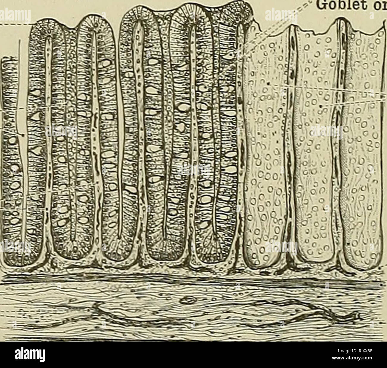. An atlas of human anatomy for students and physicians. Anatomy. ^ij ...