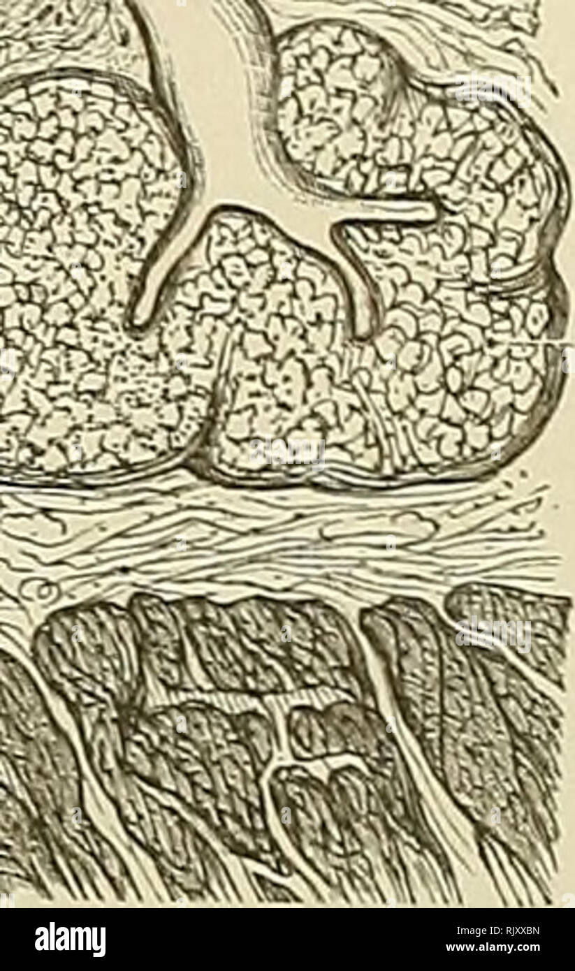 Glándula mucosa hi-res stock photography and images - Alamy