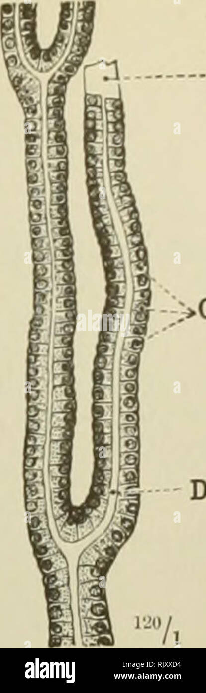 . An atlas of human anatomy for students and physicians. Anatomy. Gland ...