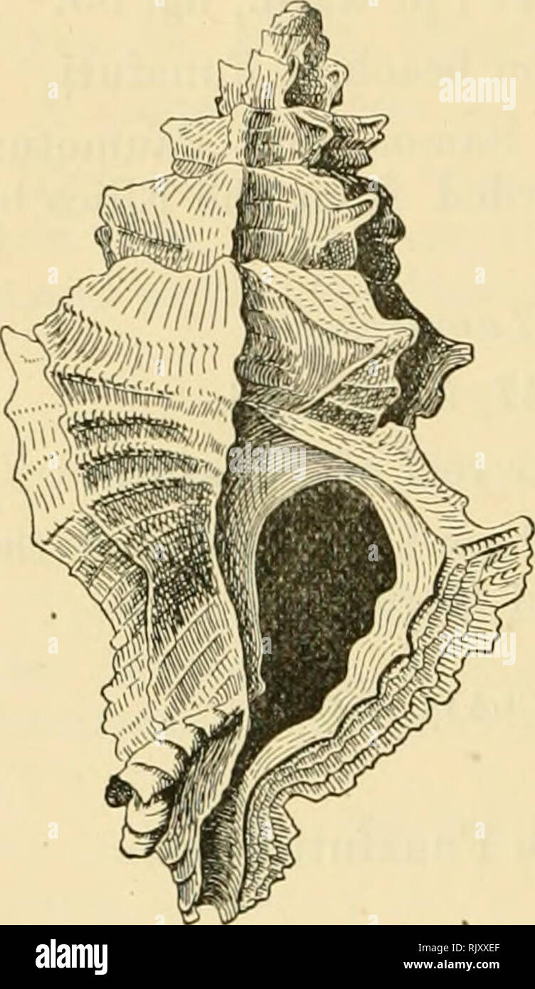 . The atoll of Funafuti, Ellice group: its zoology, botany, ethnology ...