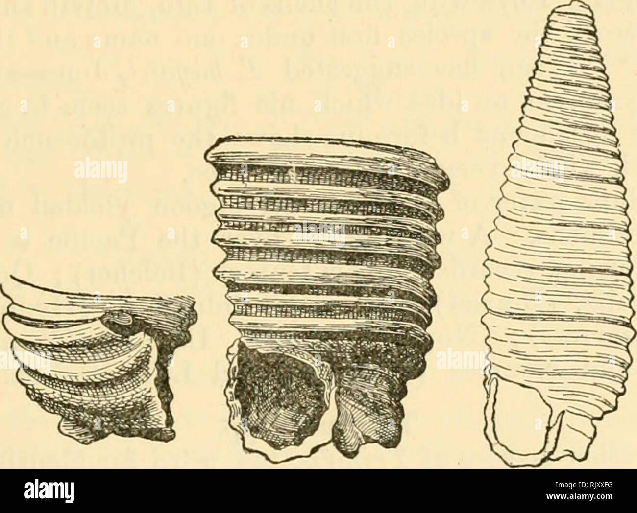 Swollen fig shell hi-res stock photography and images - Alamy