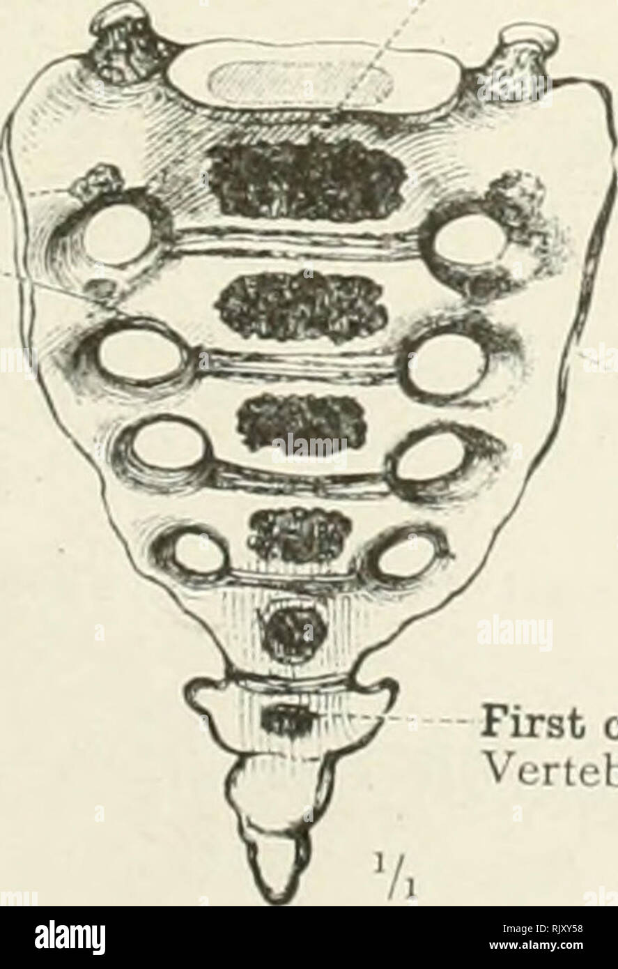 . An atlas of human anatomy for students and physicians. Anatomy. First ...