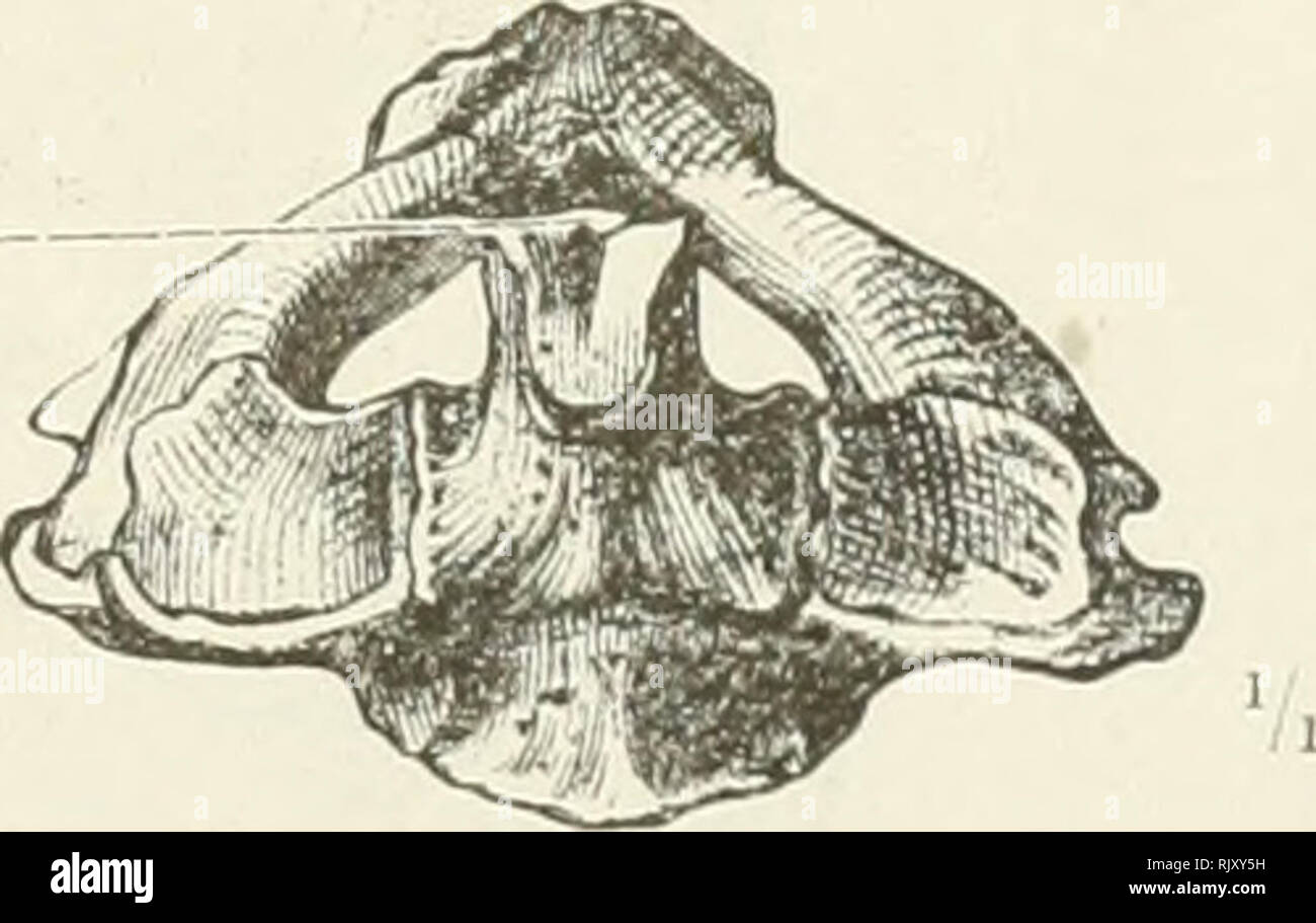 . An atlas of human anatomy for students and physicians. Anatomy. First ...