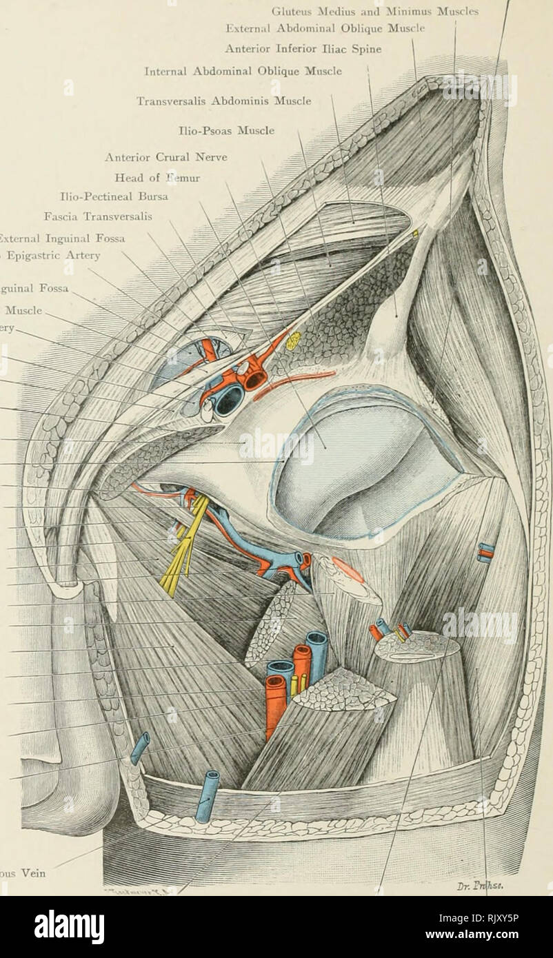 . Atlas of applied (topographical) human anatomy for students and ...