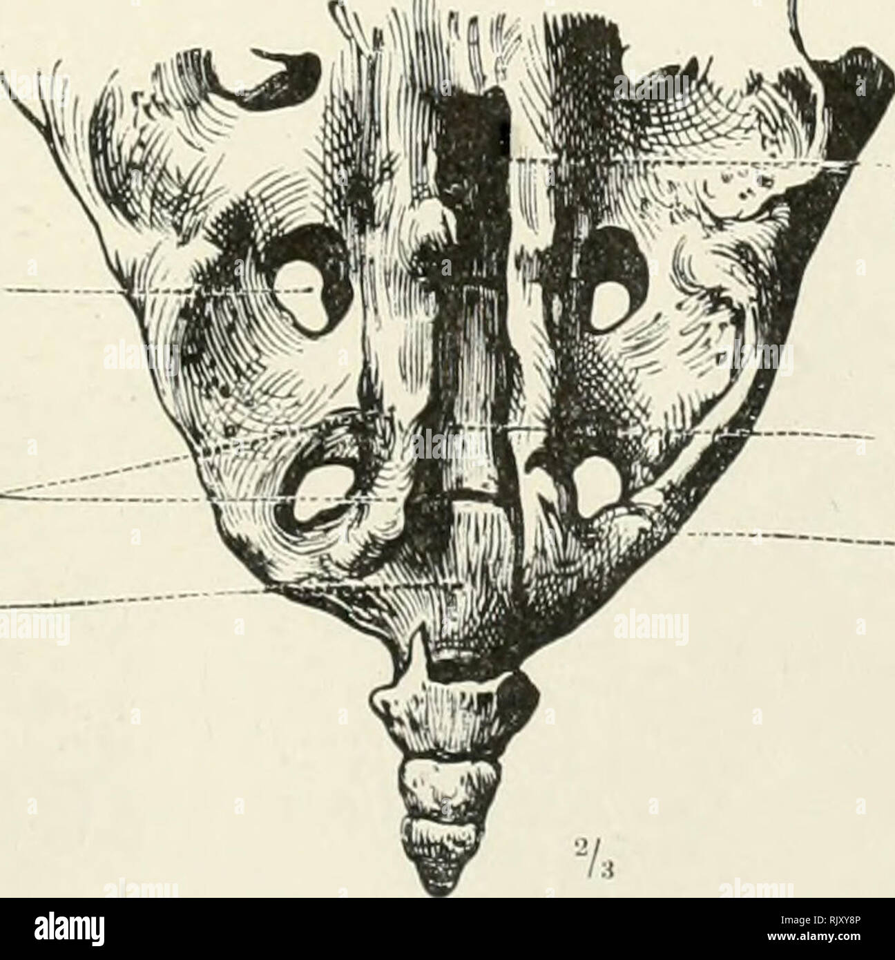 . An atlas of human anatomy for students and physicians. Anatomy ...