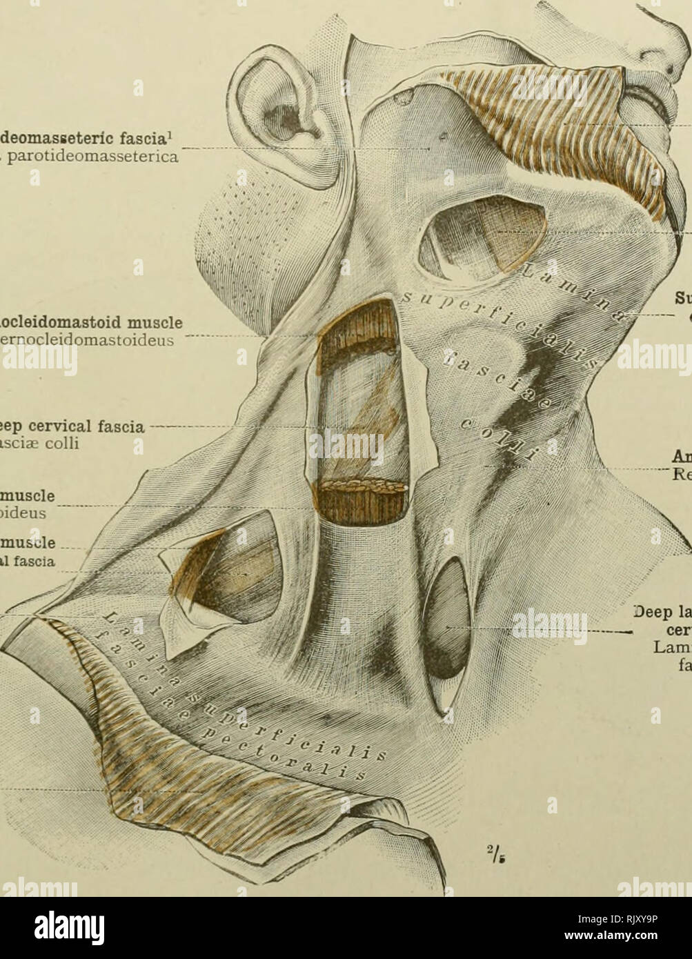 . An atlas of human anatomy for students and physicians. Anatomy. THE ...