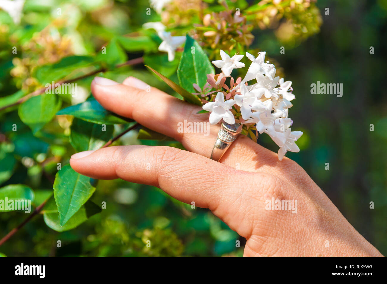 Female hand with white flowers Stock Photo - Alamy