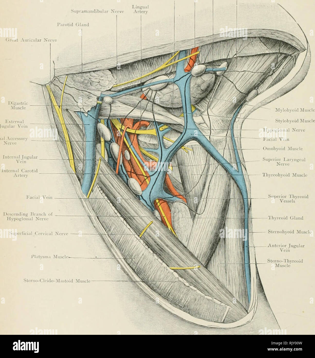 Cervical triangle anatomy hi-res stock photography and images - Alamy