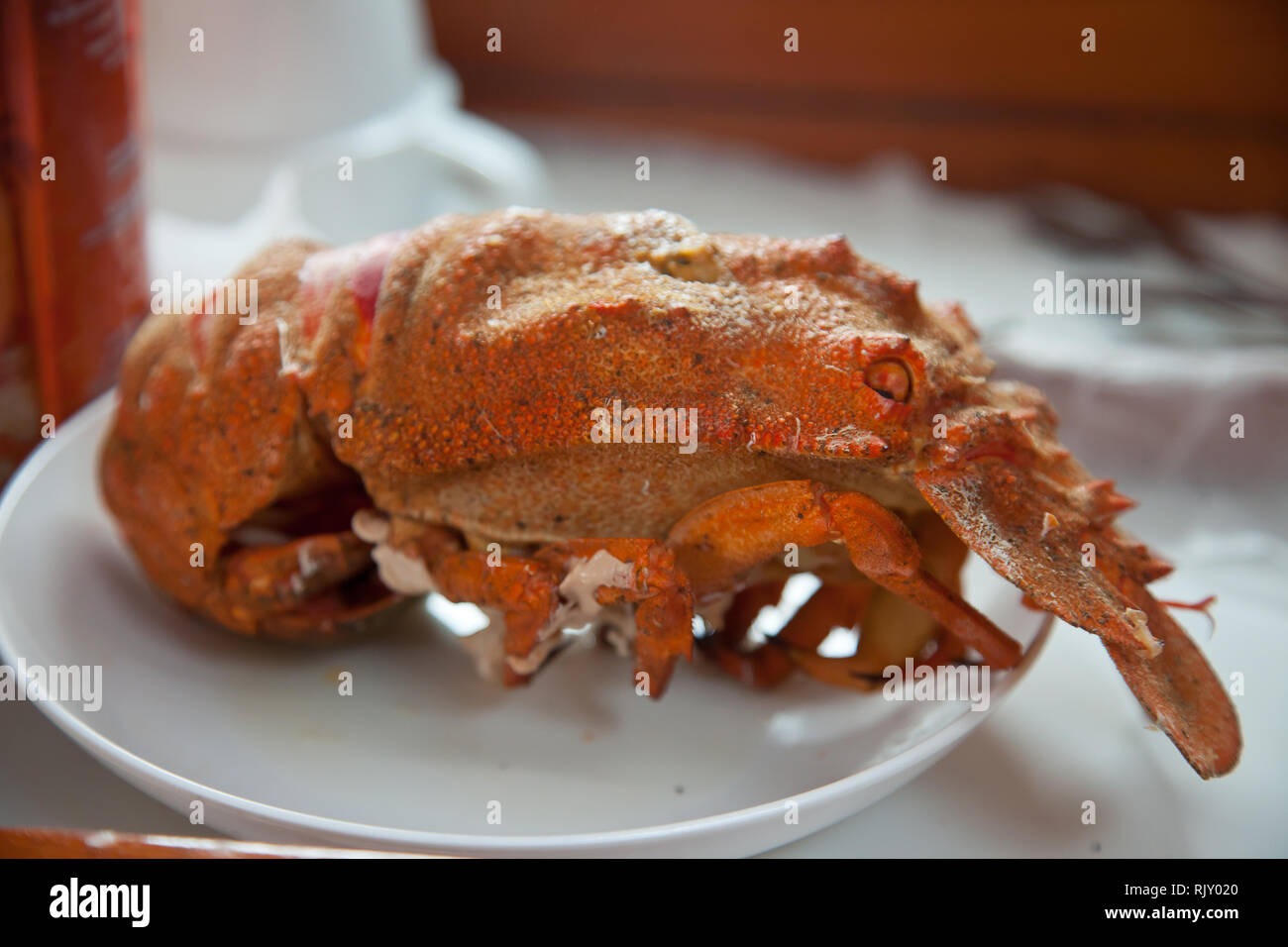 Slipper lobster hi-res stock photography and images - Alamy