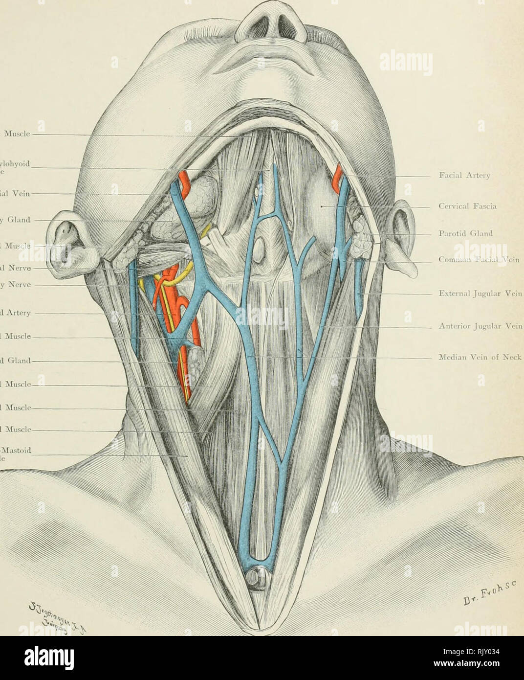 . Atlas of applied (topographical) human anatomy for students and ...