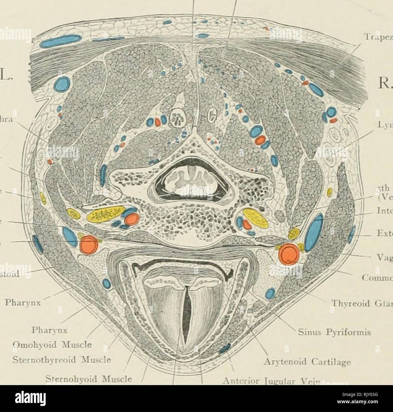 Scalene posterior muscles hi-res stock photography and images - Alamy