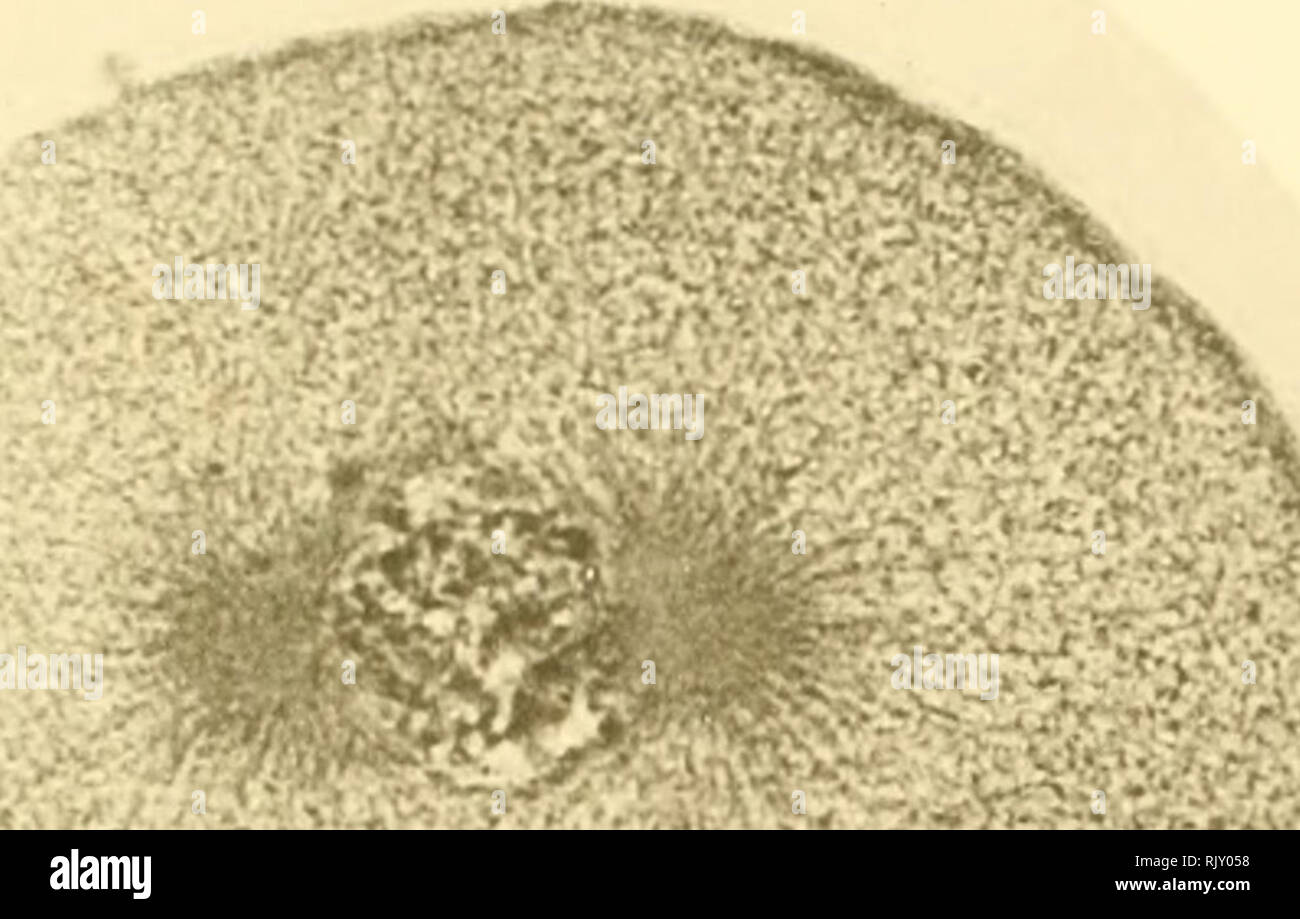 . An atlas of the fertilization and karyokinesis of the ovum. Ovum ...