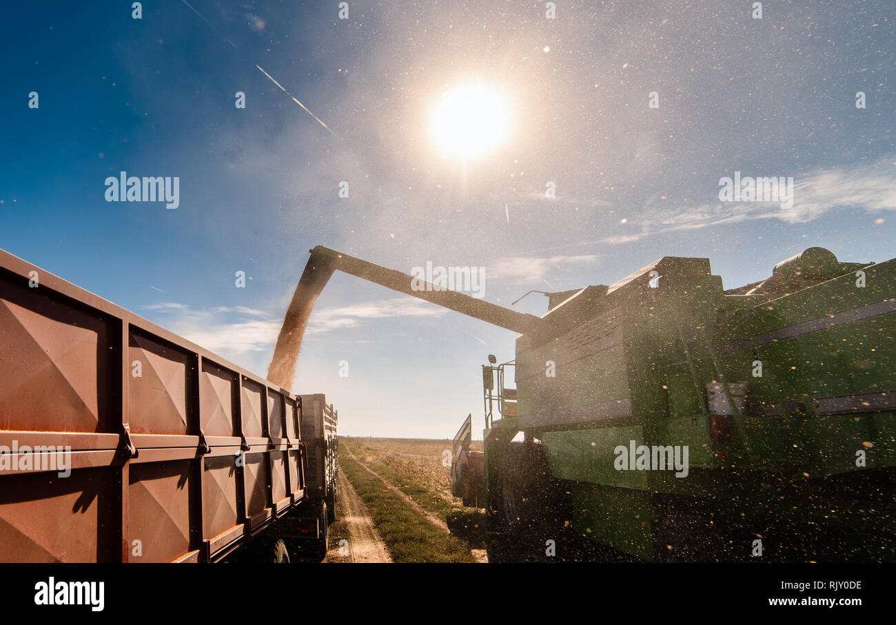 Pouring corn grain into tractor trailer after harvest at field Stock ...