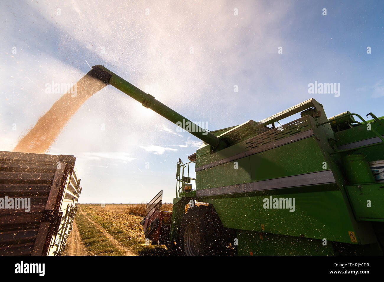 Pouring corn grain into tractor trailer after harvest at field Stock ...