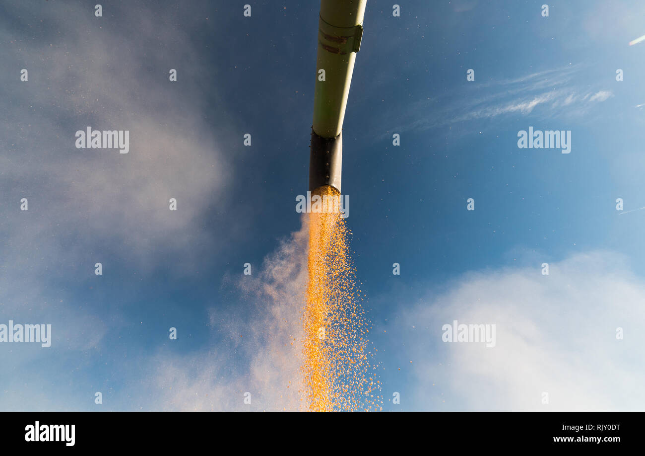 Pouring corn grain into tractor trailer after harvest at field Stock ...