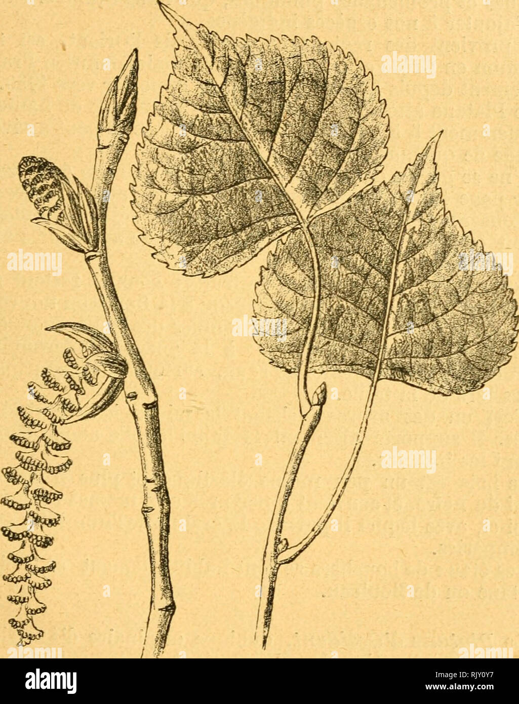 Populus nigra var pyramidalis hi-res stock photography and images - Alamy