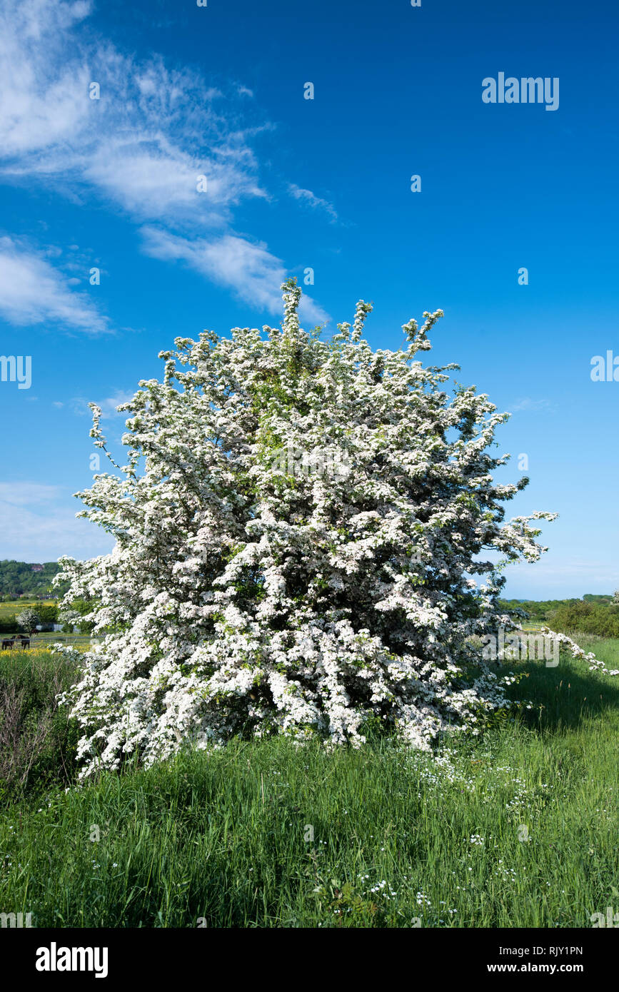 A Hawthorne tree in full bloom in the English countryside Stock Photo ...