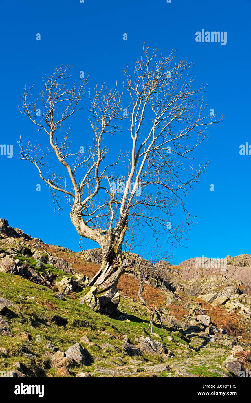 Lone tree on a rocky hillside in the Lake District in the UK Stock ...