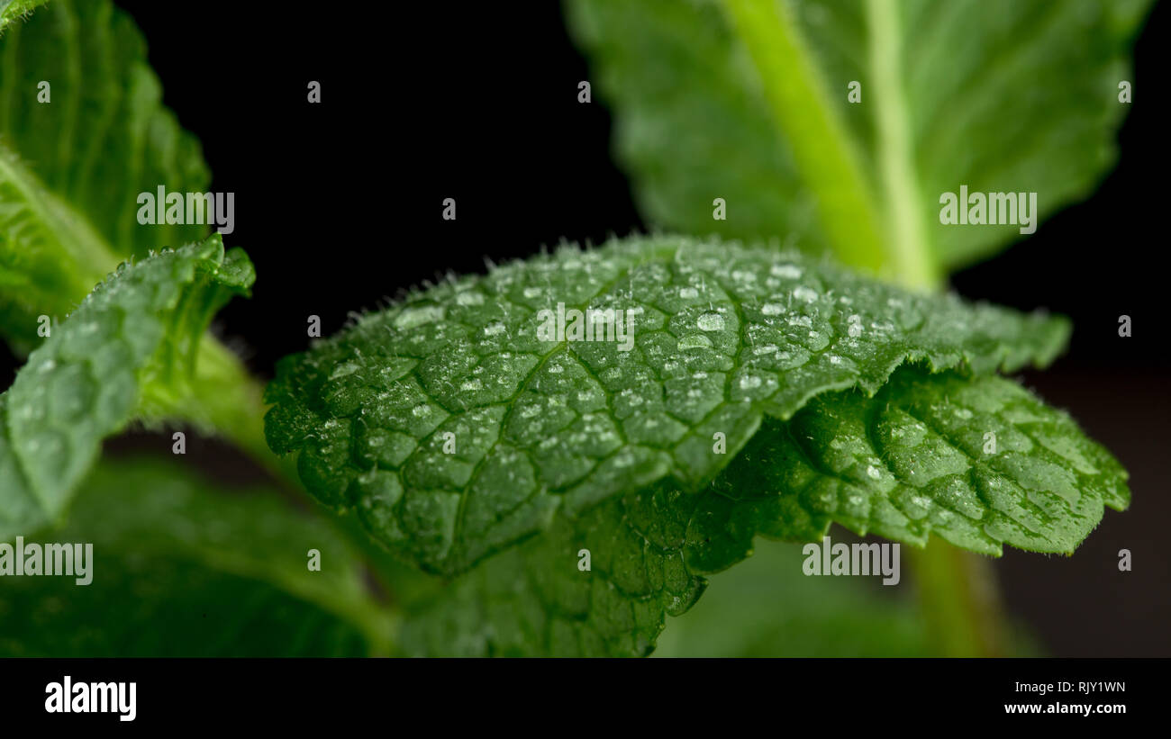 Macro view of fresh mint leaves isolated on black Stock Photo - Alamy