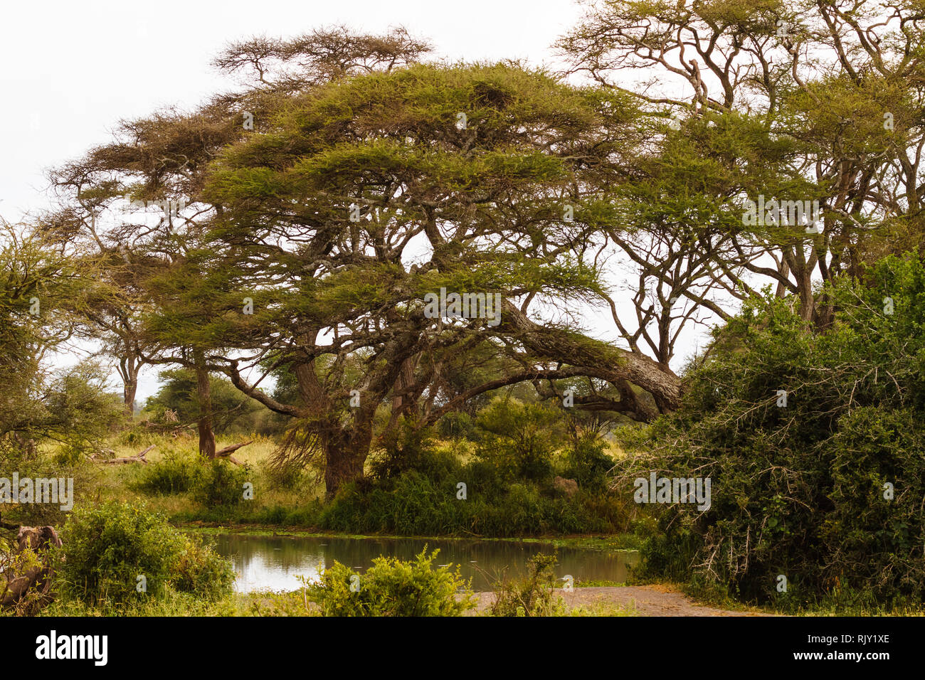 Pond africa hi-res stock photography and images - Alamy