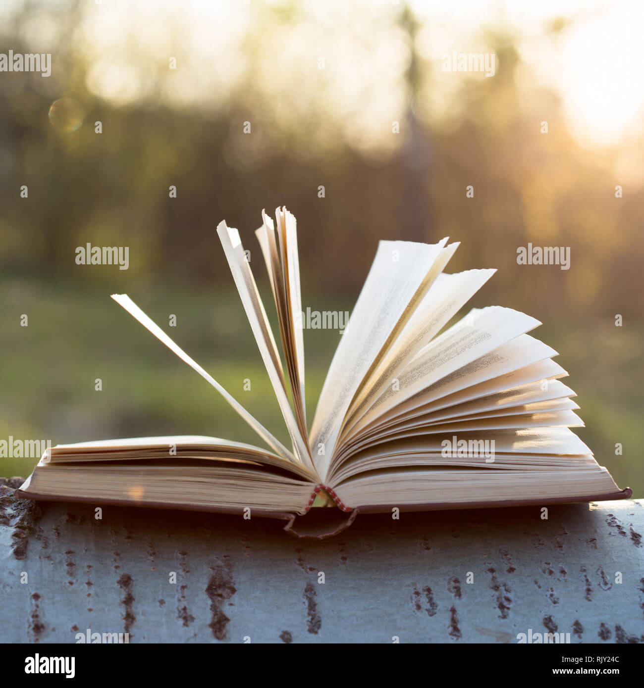 Education and wisdom concept - open book under sunlight outdoors Stock ...