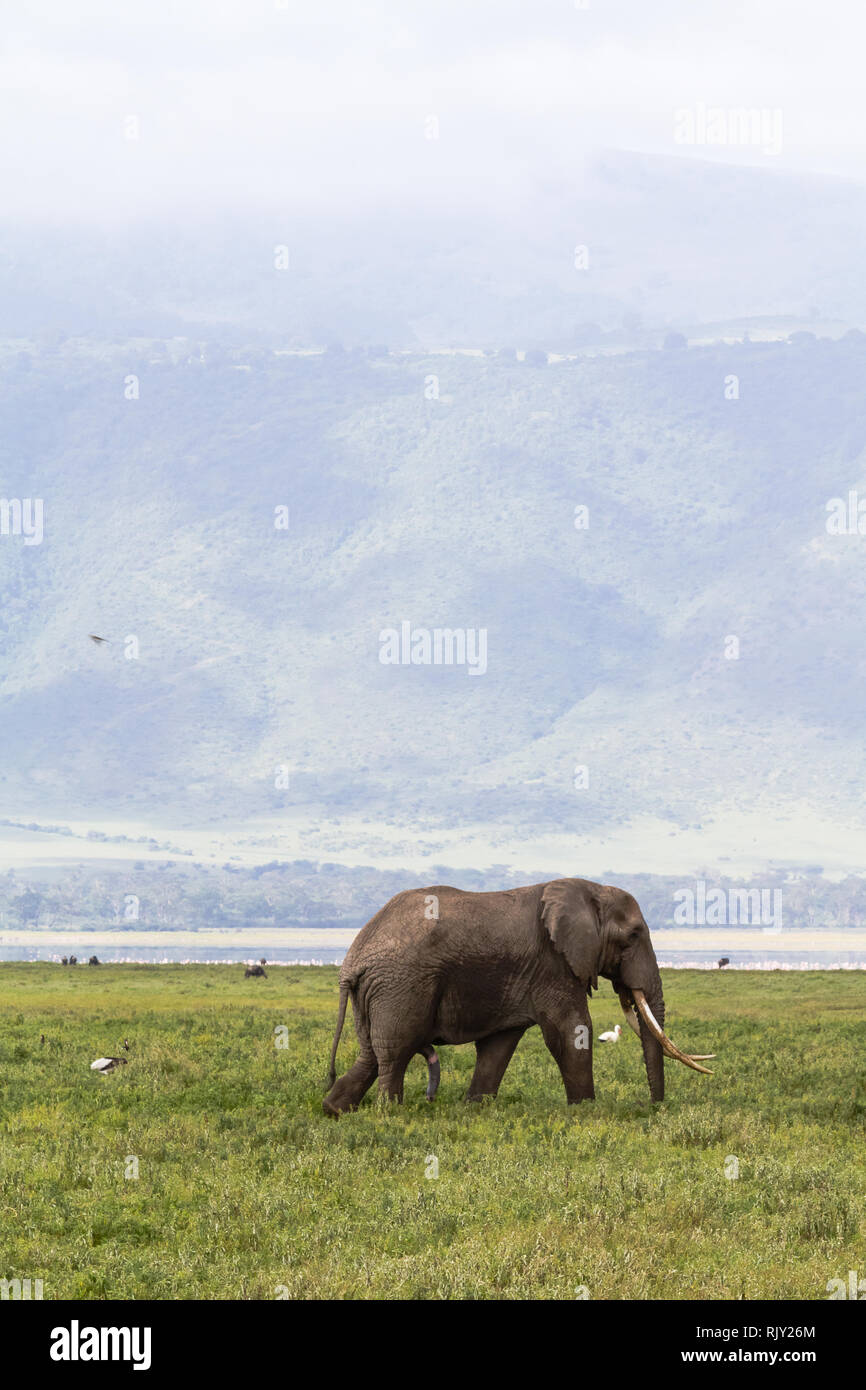 Very big elephant at the bottom of the Ngorogoro crater. Tanzania ...