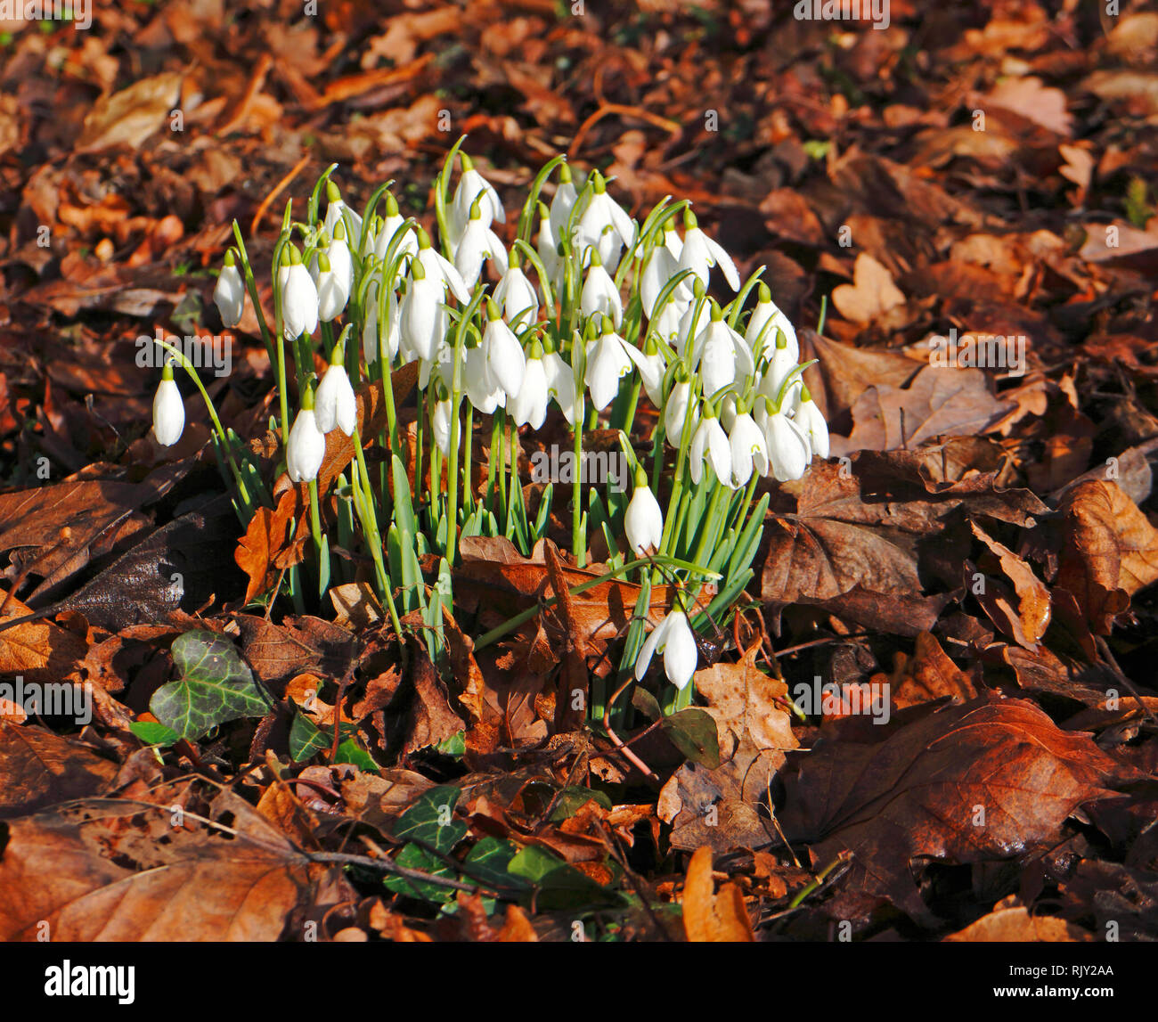 Galanthus nirvalis hi-res stock photography and images - Alamy