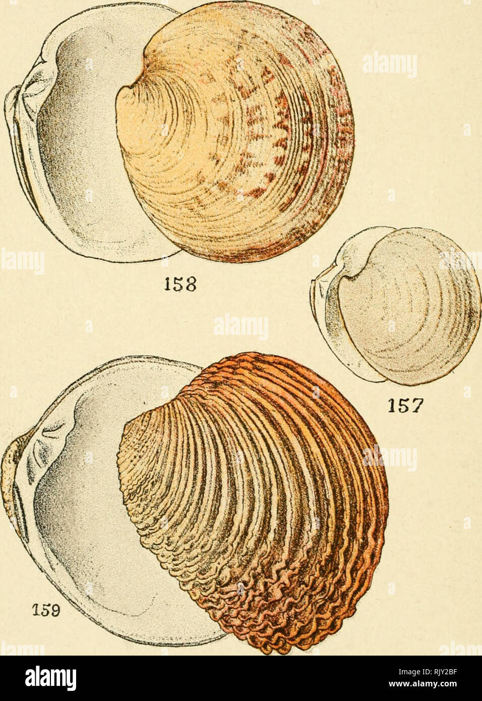 Dosinia hi-res stock photography and images - Alamy