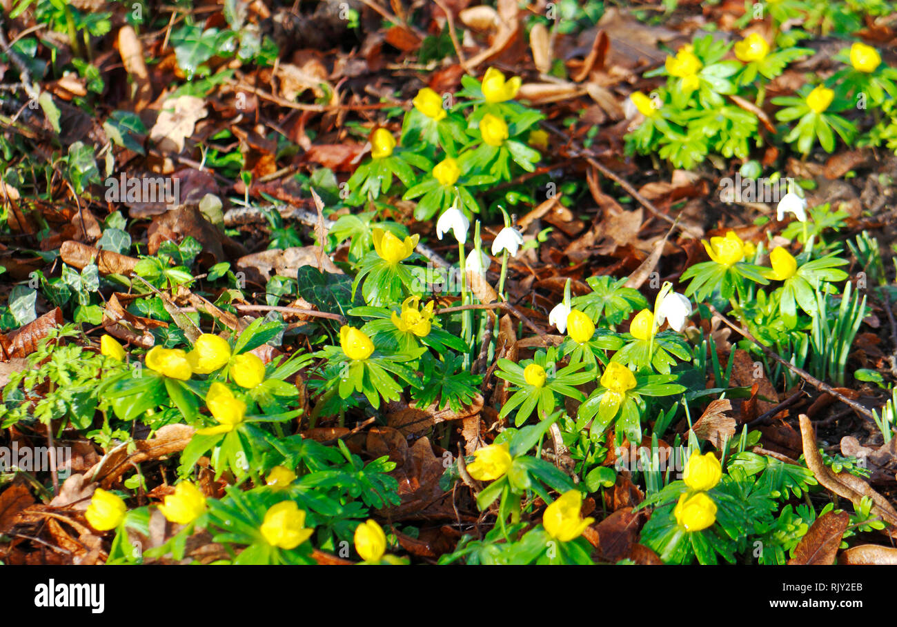 Winter Aconites, Eranthis hyemalis, and Snowdrops, Galanthus nivalis ...