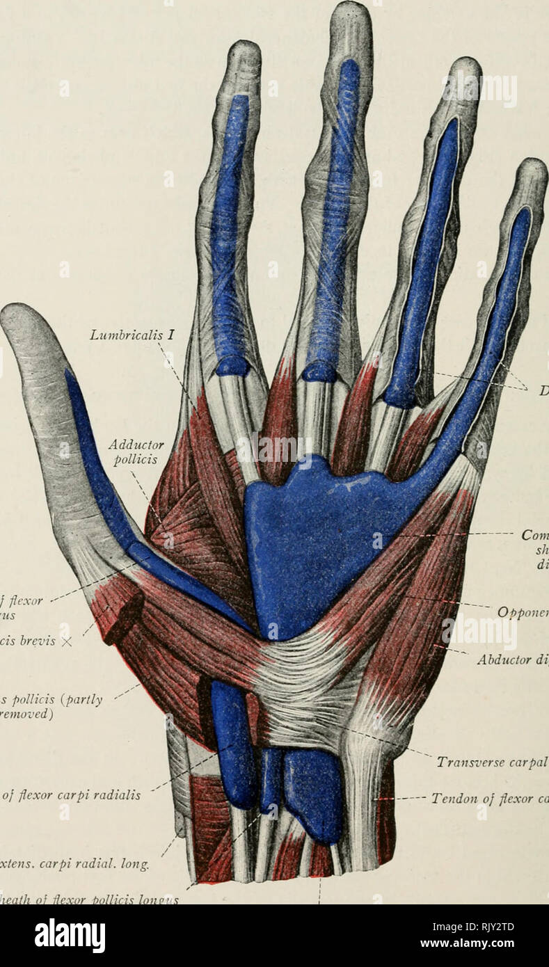Transverse carpal ligament hi-res stock photography and images - Alamy