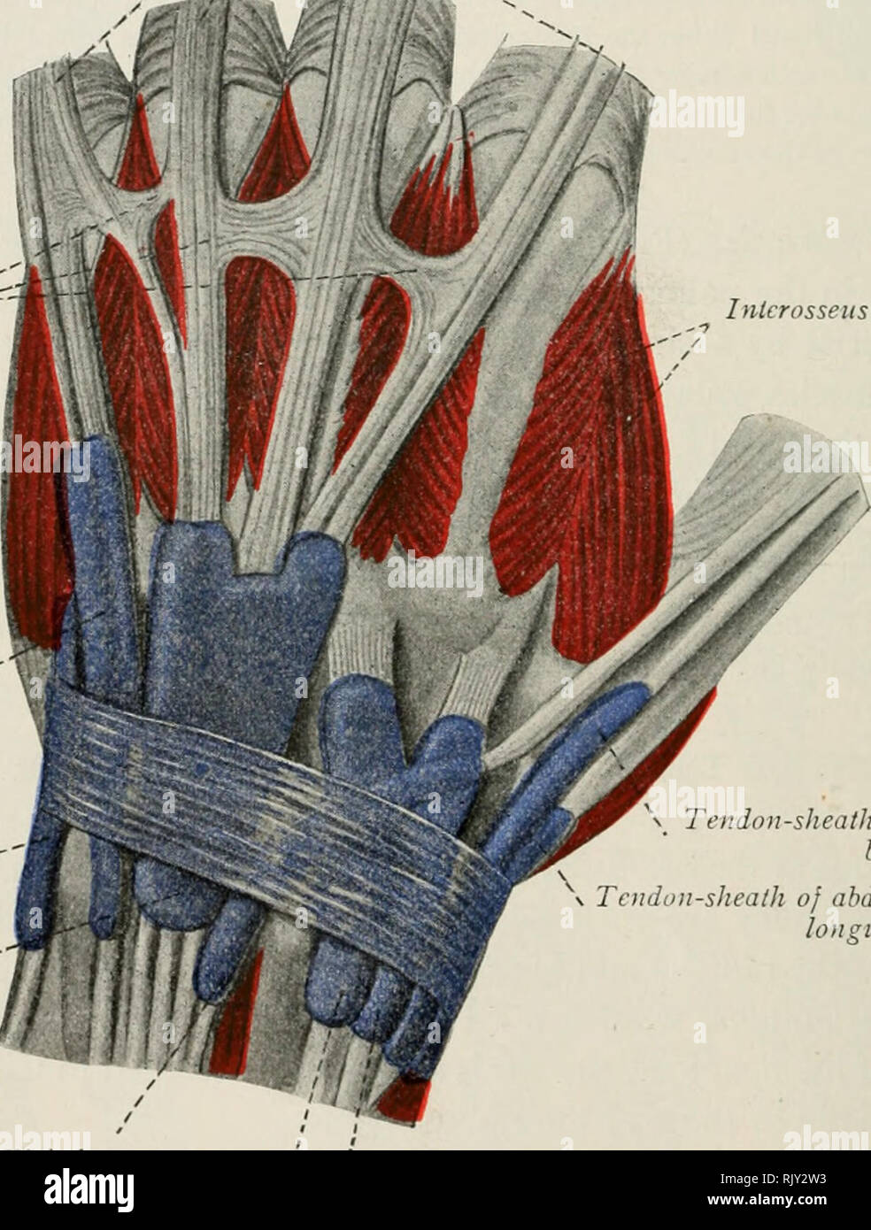 Extensor Digitorum Communis