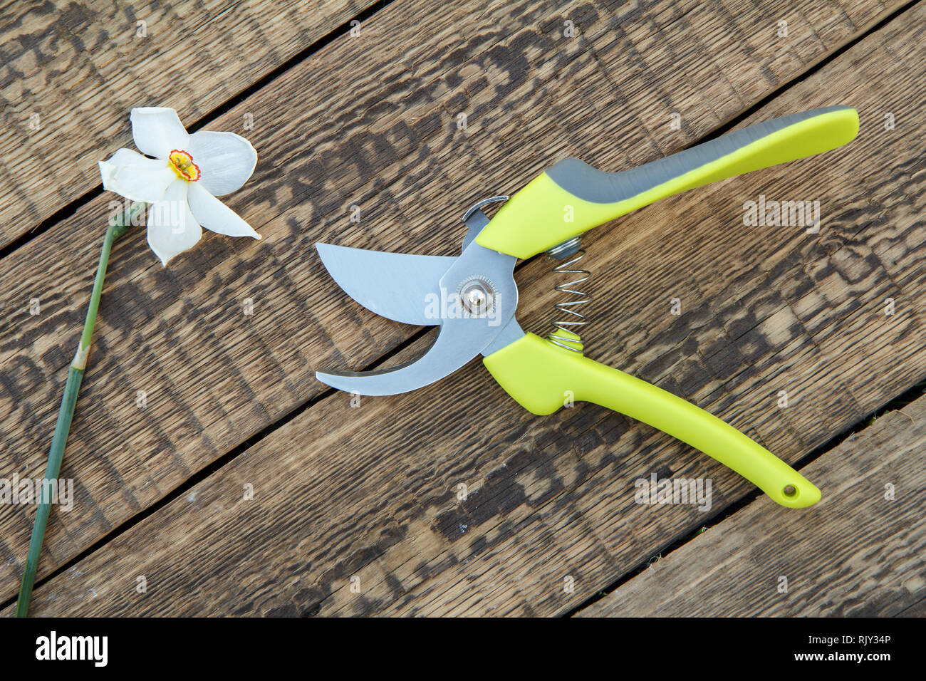 Garden pruner and cut daffodil flower on wooden boards. Garden tools ...