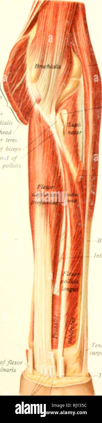 Ulnar head hi-res stock photography and images - Alamy