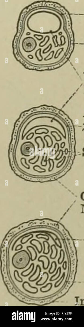 . An atlas of human anatomy for students and physicians. Anatomy ...