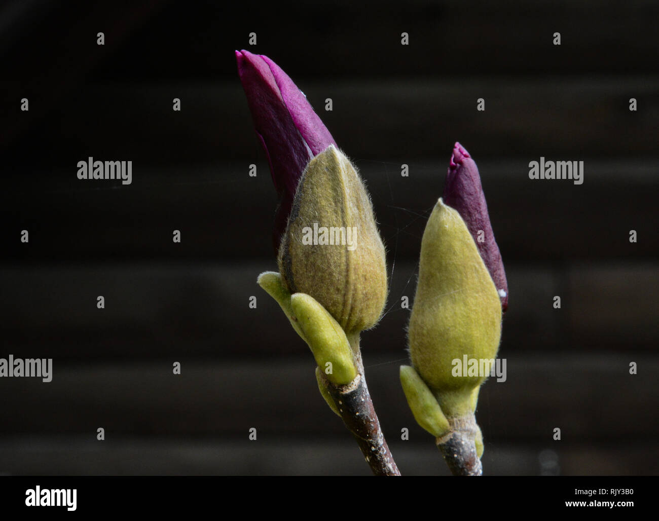 Magnolija hi-res stock photography and images - Alamy