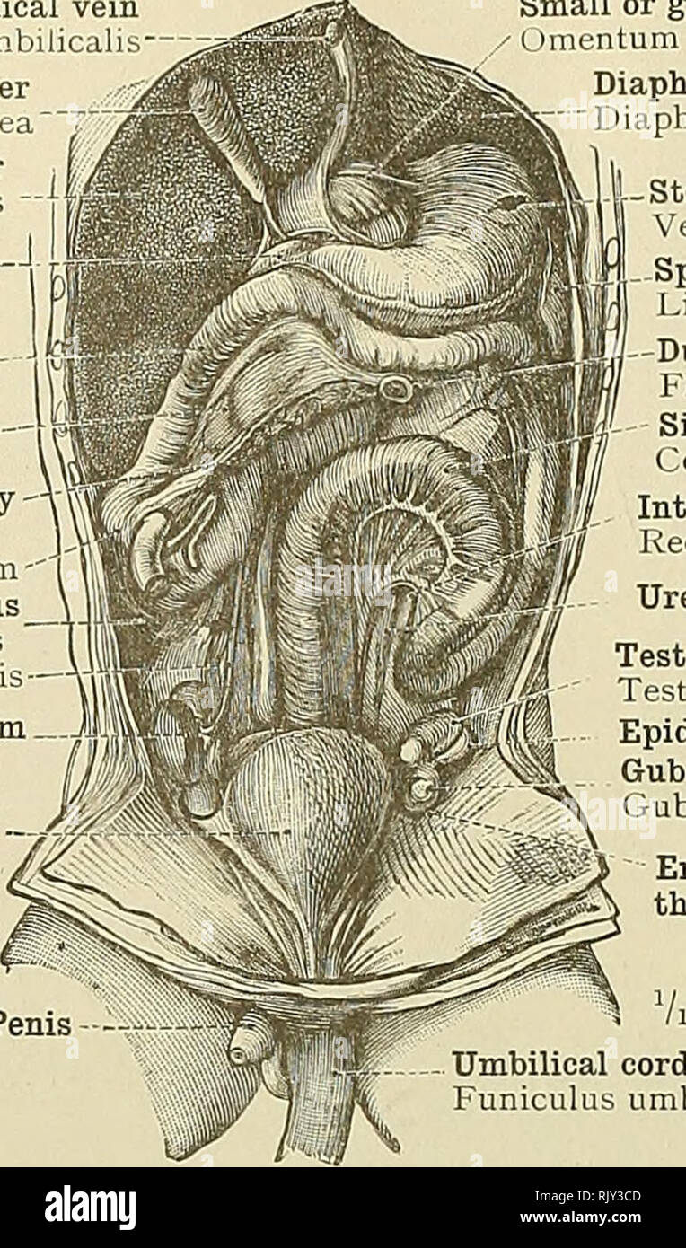 . An atlas of human anatomy for students and physicians. Anatomy. 522 ...