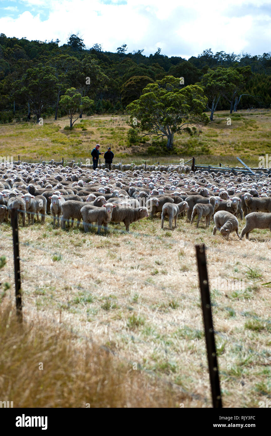 Sheep on the farm at 28 Gates, a renovated 1930’s stables cum sheerer ...