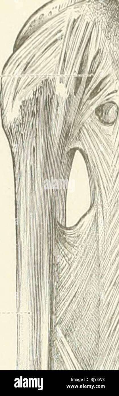 Anterior tubercle of the atlas hi-res stock photography and images - Alamy