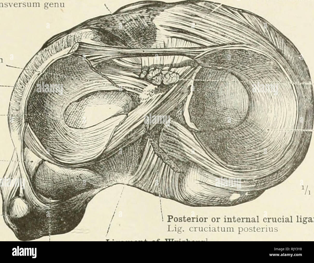 . An atlas of human anatomy for students and physicians. Anatomy. THE ...