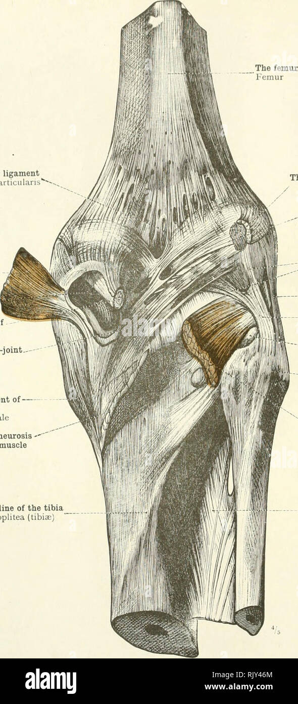 Popliteus muscle hi-res stock photography and images - Alamy
