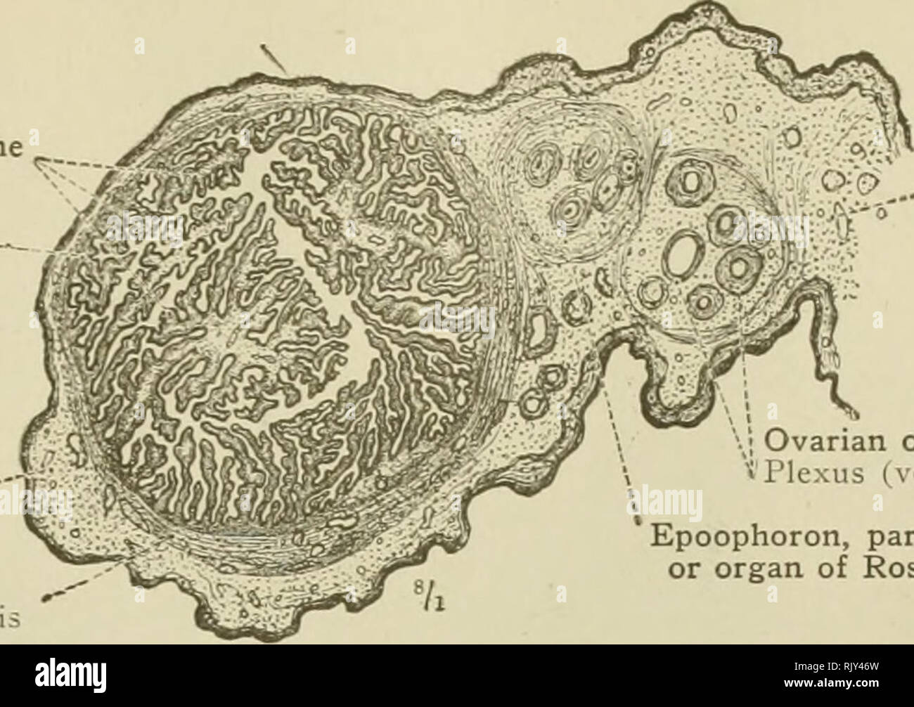 . An atlas of human anatomy for students and physicians. Anatomy ...
