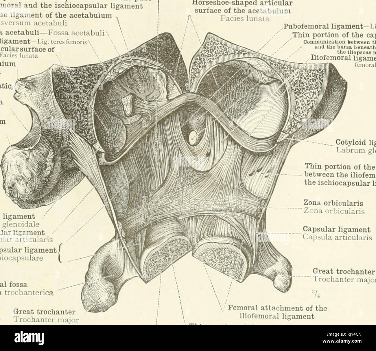 Sciatic Notch Stock Photos & Sciatic Notch Stock Images - Alamy