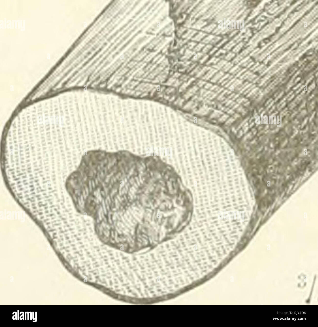 . An atlas of human anatomy for students and physicians. Anatomy. Thin ...