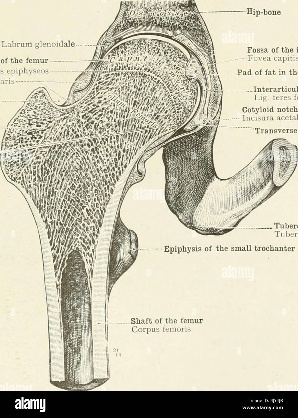 Ligamentum Capitis Femoris