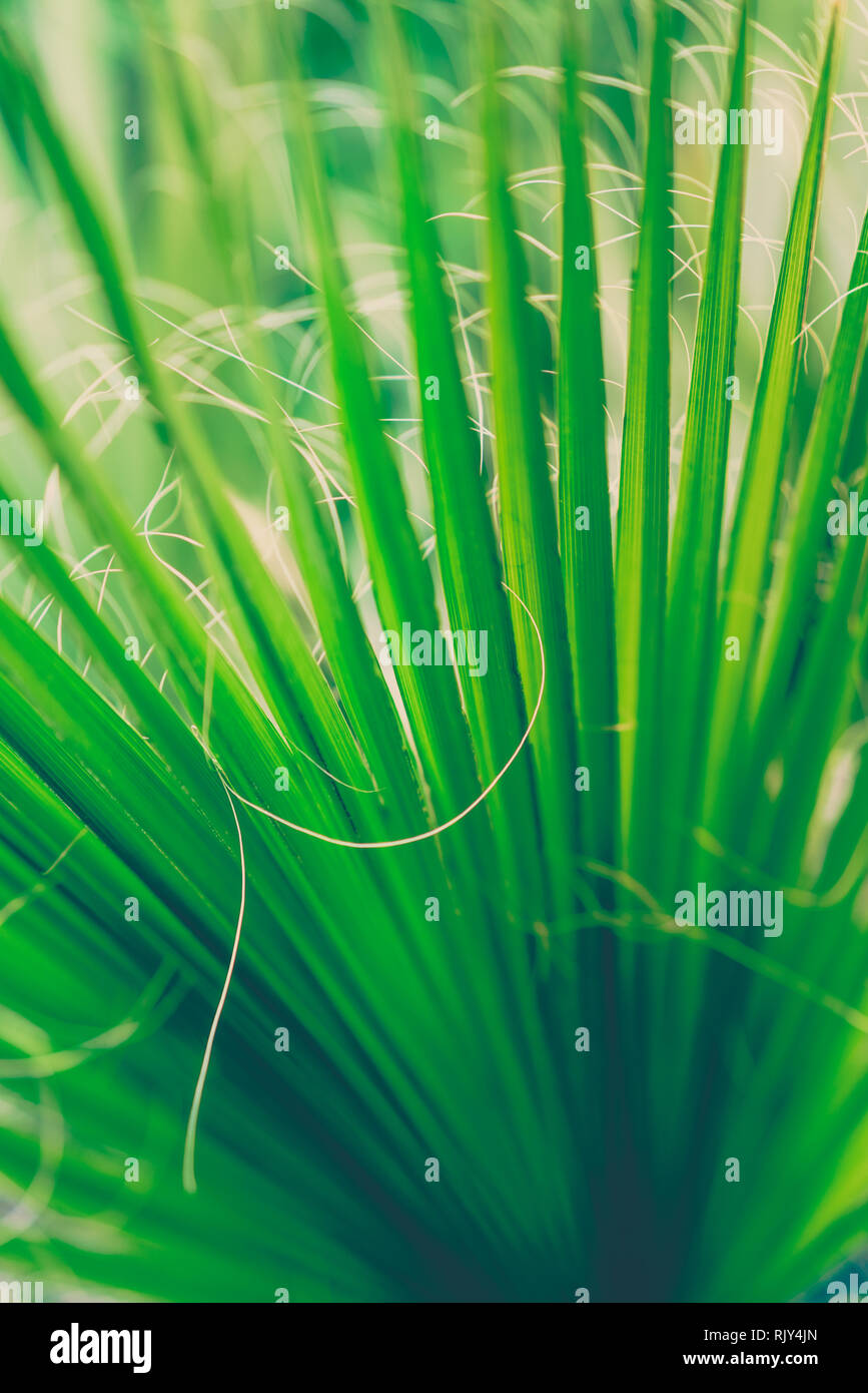 Close up of a green spiky leaves of a lemon grass Stock Photo - Alamy