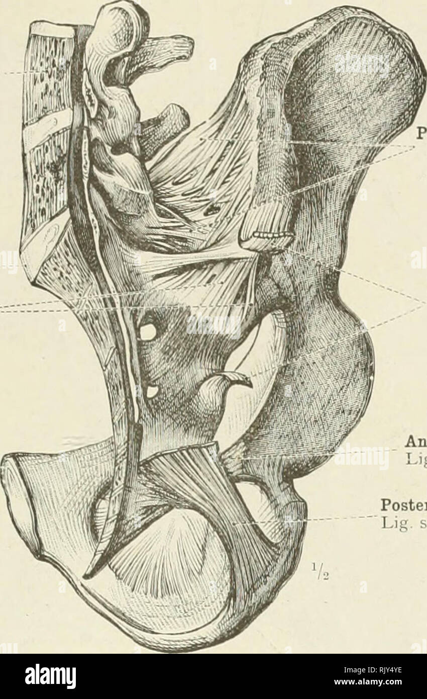 . An atlas of human anatomy for students and physicians. Anatomy. â HE ...