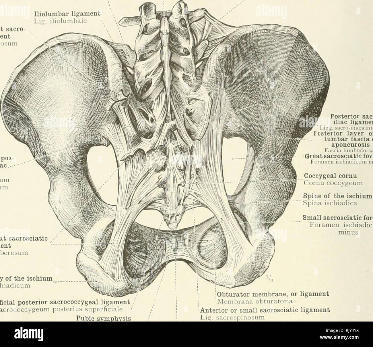 . An atlas of human anatomy for students and physicians. Anatomy. 218 ...